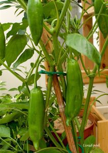 Aji Amarillo (Peruvian Yellow Chilli Pepper)