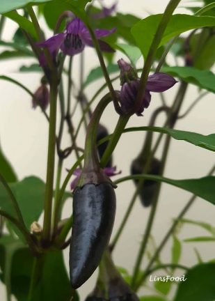 Salsa Morada Fresca (Fresh Purple Salsa with Tomatillos and Purple Basil)